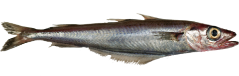 Frontpage - Prima Seafood